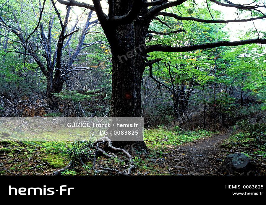 Hemis : Chili patagonie foret parc national torres del paine reserve ...