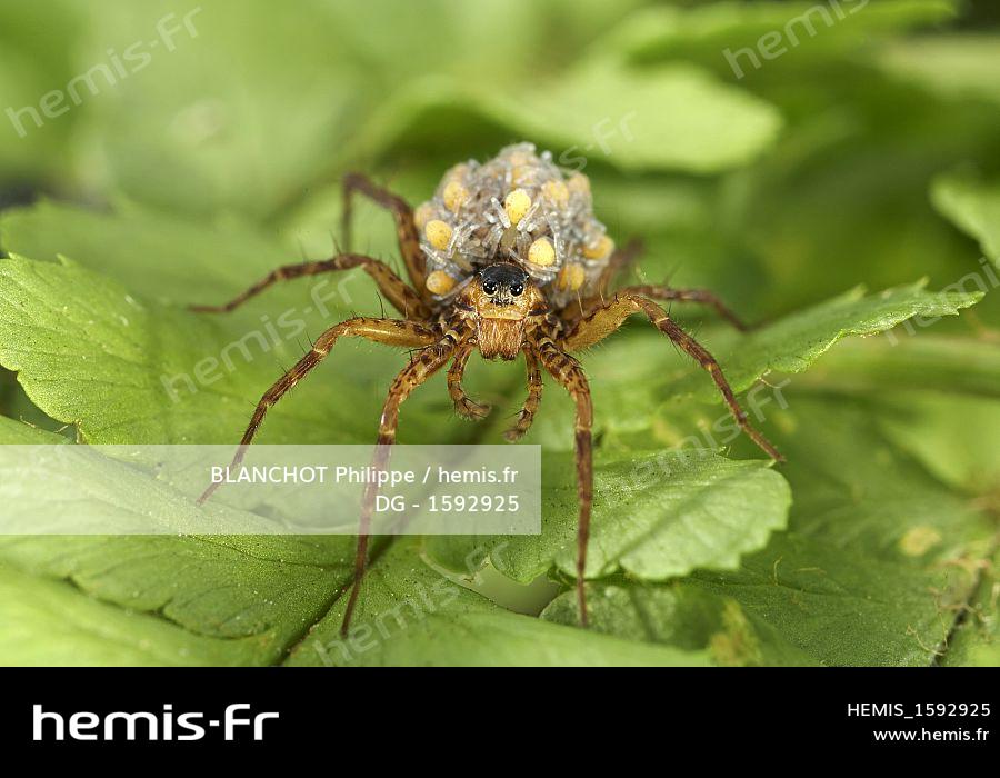 Hemis : France araneae lycosidae lycose araignee loup pardosa lugubris ...