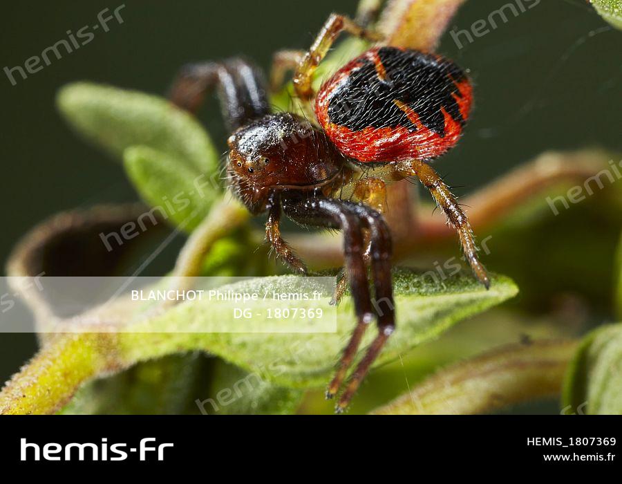 Hemis : Portugal algarve araneae thomisidae araignee napoleon synema ...