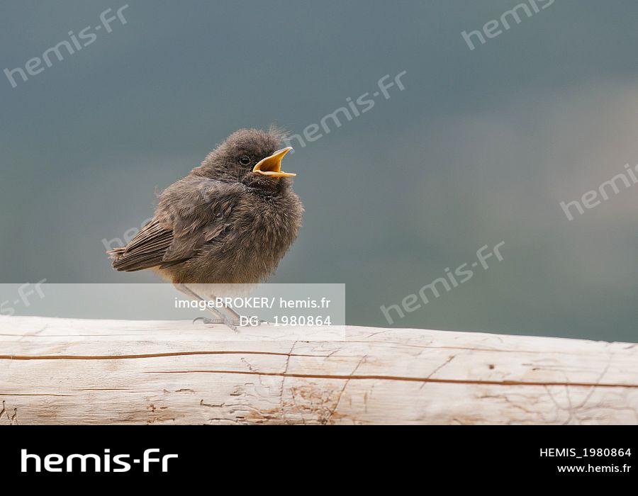 Hemis : Rougequeue noire phoenicurus ochruros jeune oiseau tyrol ...