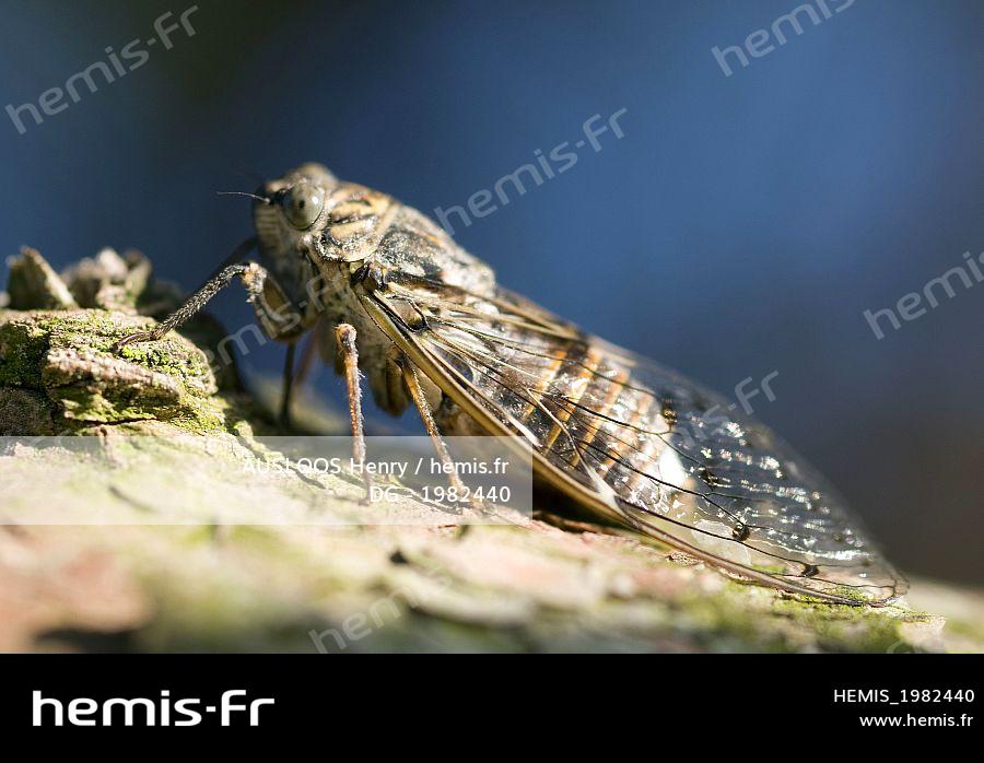 Hemis : France provence cigale grise cigale orne cigale frene cicada orni