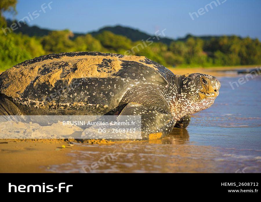 Hemis : France guyane cayenne plage gosselin retour ocean atlantique ...