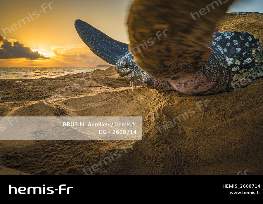 Hemis stock photo agency specialized travel, tourism, nature and ...