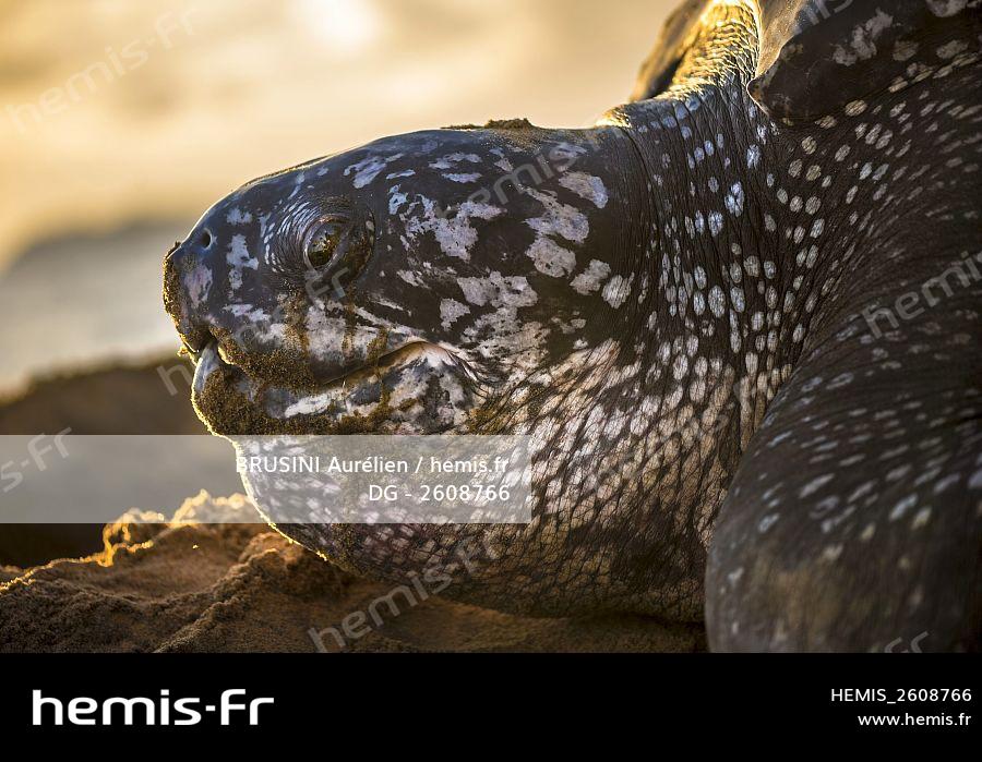 Hemis stock photo agency specialized travel, tourism, nature and ...