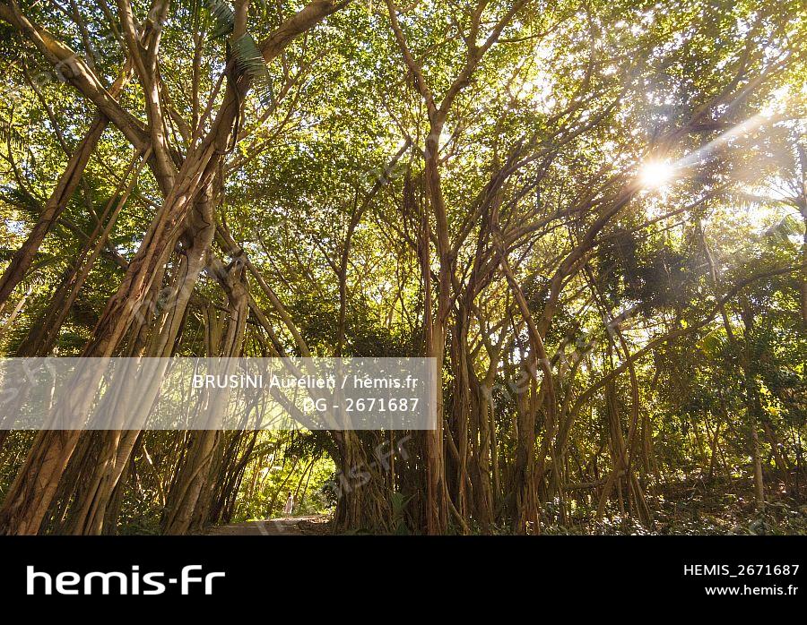 Hemis : Seychelles ile fregate promenade milieu figuiers banians ficus ...
