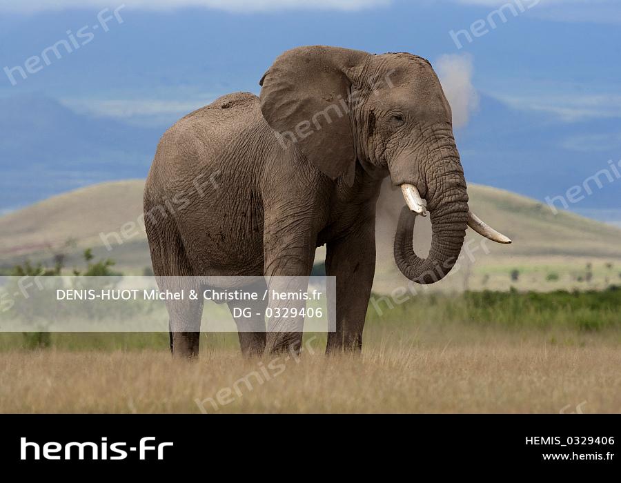 Hemis : Kenya vallee rift parc national amboseli elephant savane ...
