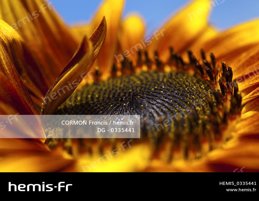 Hemis : France dordogne perigord capitule tournesol helianthus annuus