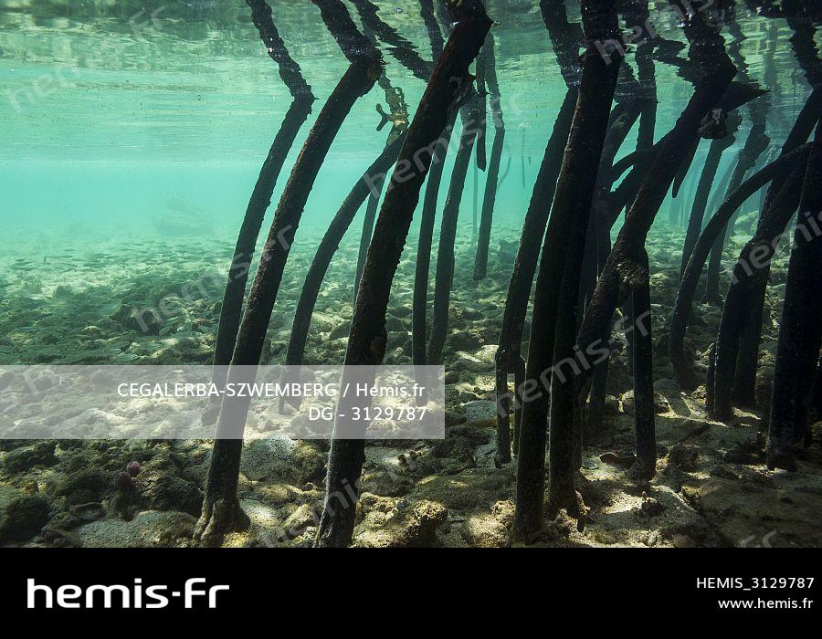 Underwater Tree Roots