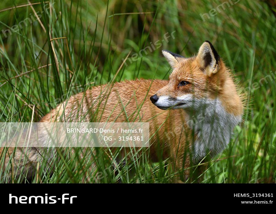 Hemis : France moselle rhodes parc animalier sainte croix renard roux ...