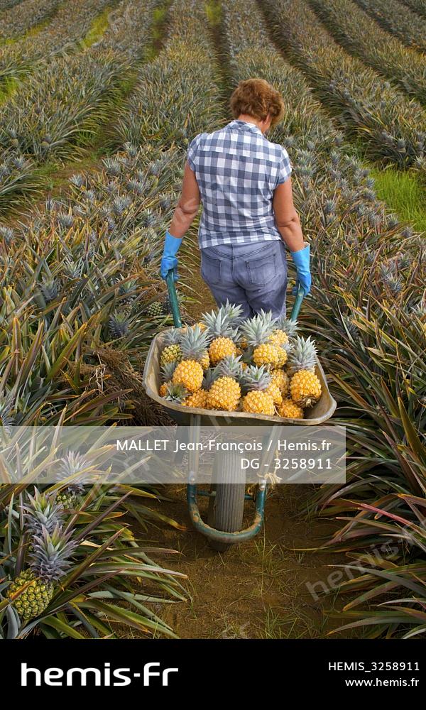 Hemis : France ile reunion tampon plantation ananas victoria recolte