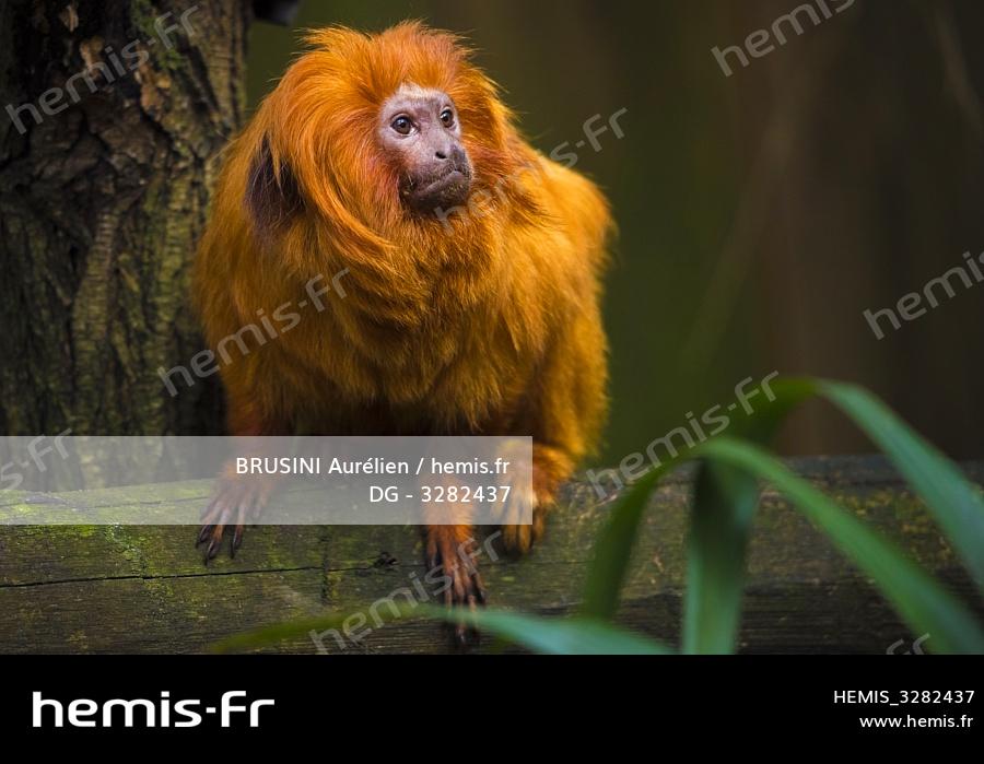 Hemis : France sarthe fleche zoo fleche tamarin lion dore singe lion ...