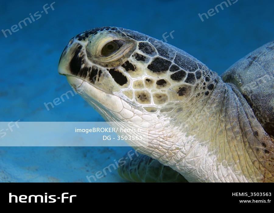 Hemis : Tortue verte chelonia mydas portrait face mer rouge egypte afrique