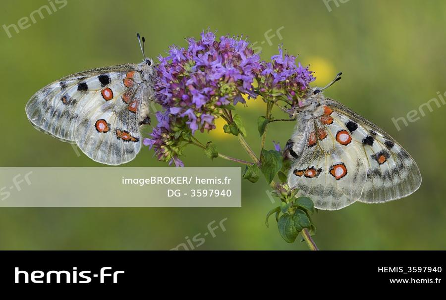 Hemis : Deux apollo parnassius apollo thym feuilles larges thymus ...