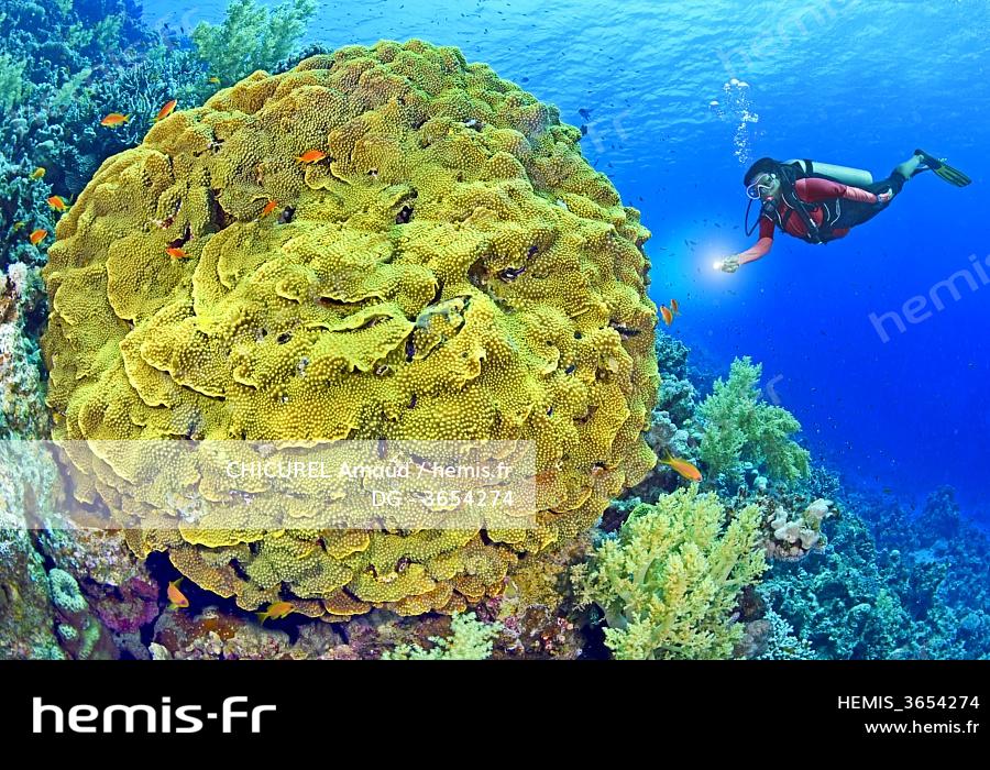 Hemis : Egypte mer rouge recif corallien corail salade turbinaria ...
