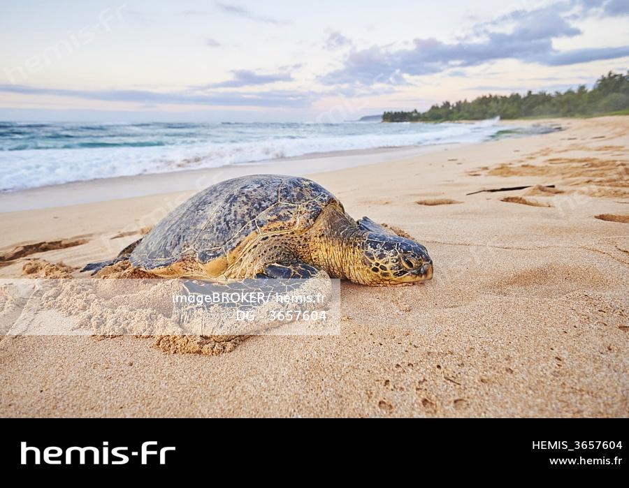 Hemis : Tortue mer verte chelonia mydas baie tortues ile hawaienne oahu ...