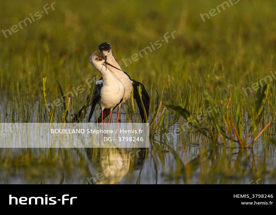Hemis France Somme Baie Somme Crotoy Marais Crotoy Echasse Blanche Hemis France Somme Baie Somme Crotoy Marais Crotoy Echasse Blanche