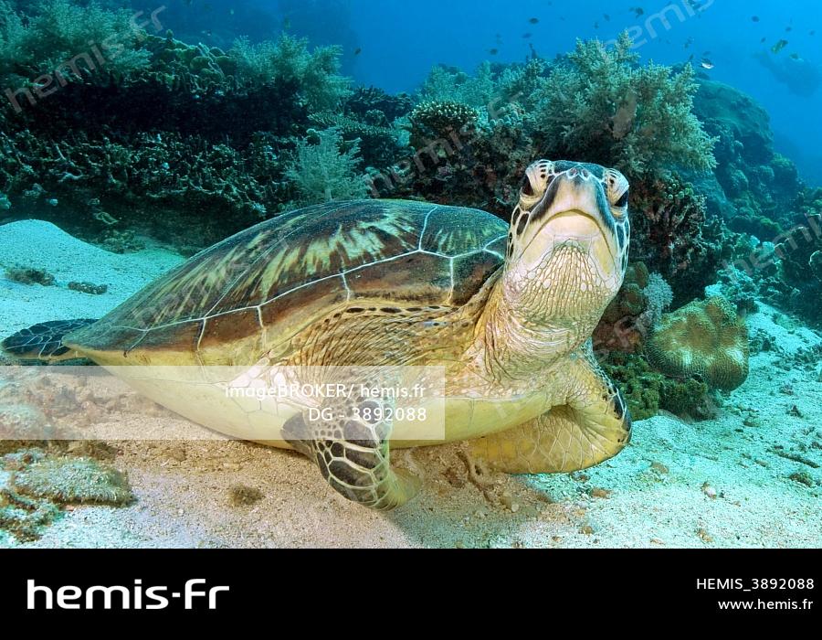 Hemis : Tortue verte chelonia mydas philippines lac philippines asie