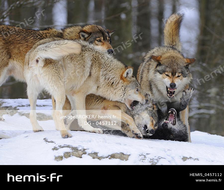 Wolves Fighting For Alpha