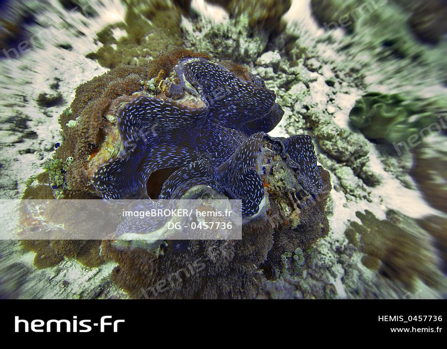 Hemis : Benitier geant tridacna gigas atoll vakarufalhi ari aux ...