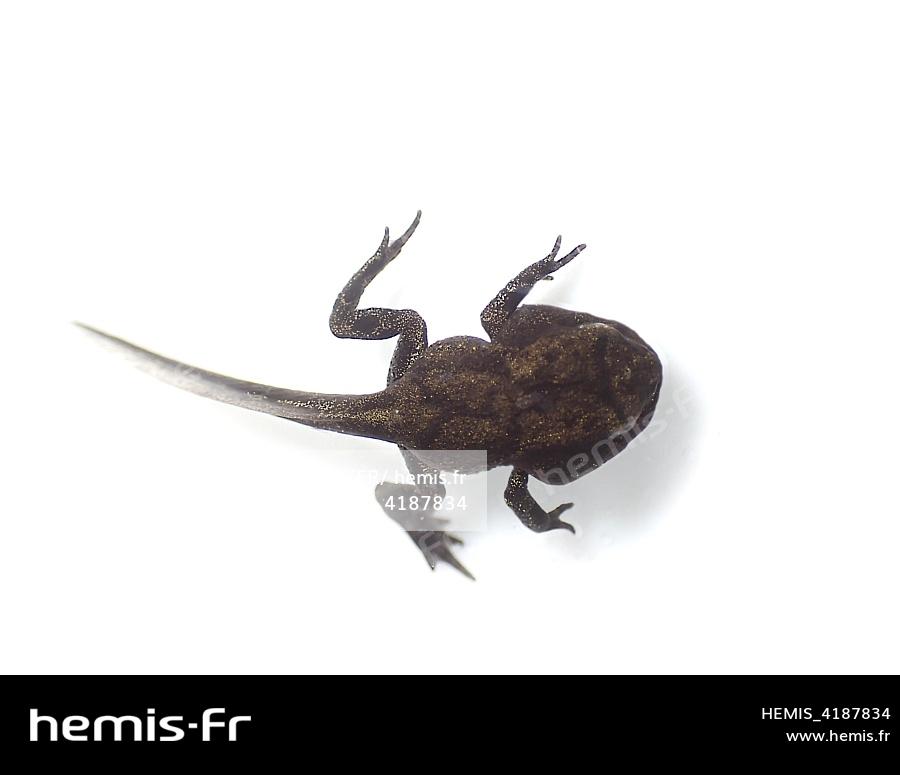 Hemis : Grenouille rousse rana temporaria tetard pattes posterieures ...