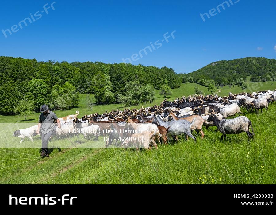 Hemis : France ain massif jura valromey plans hotonnes troupeau brebis ...