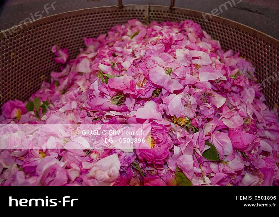 Hemis : Maroc haut atlas vallee roses hadida village berbere fond ...