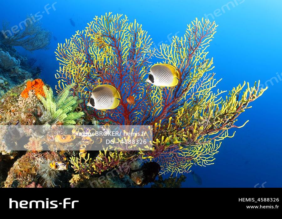 Hemis : Poisson papillon philippines chaetodon adiergastos devant ...