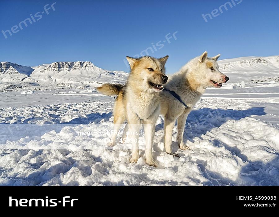 Chiots Inuits Du Nord Adywah, Notre Belle Inuit Du Nord