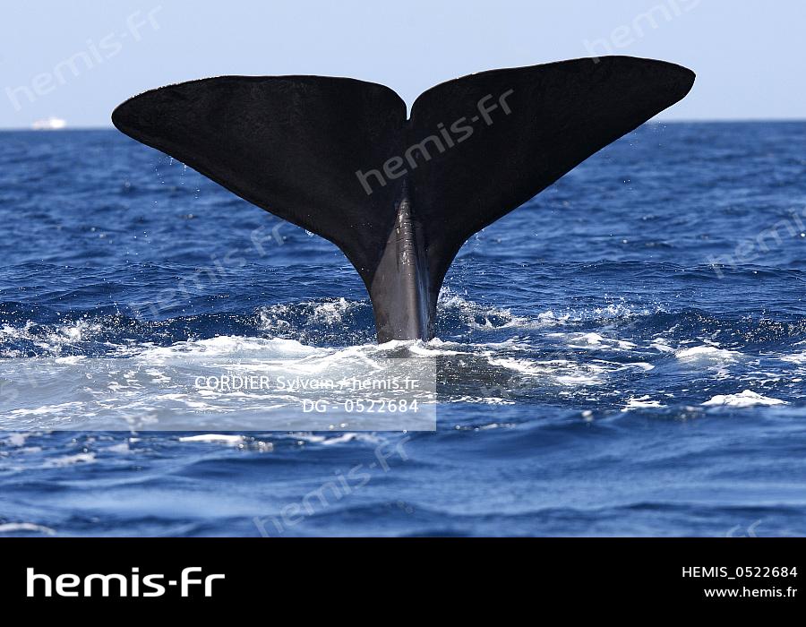 Hemis : Gibraltar detroit gibraltar queue cachalot physeter macrocephalus