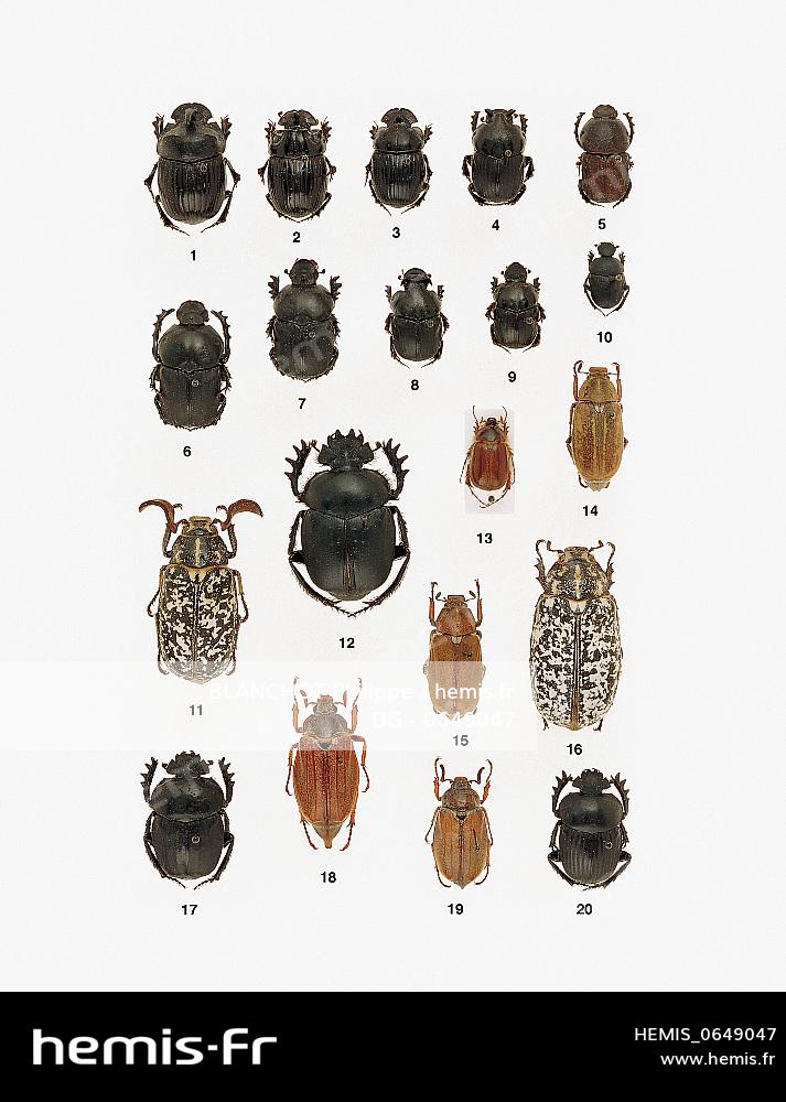 Hemis : France coleoptera scarabees scarabaeidae scarabaeinae copris ...
