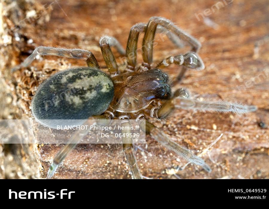 Hemis : France araneae amaurobiidae araignee amaurobe feroce amaurobius ...