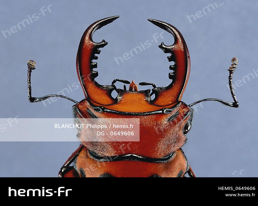 Hemis : Cameroun coleoptera lucanidae lucane homoderus mellyi portrait male