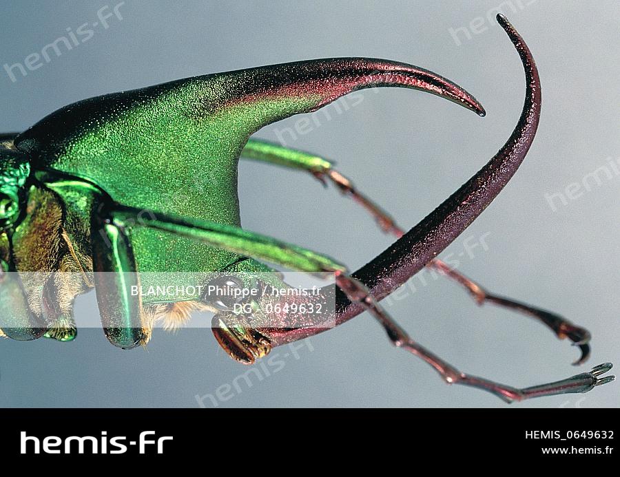 Hemis : Borneo coleoptera cetoniidae cetoine theodosia westwoodi ...