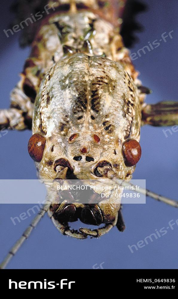 Hemis : Papouasie nouvelle guinee phasmatodea phasmidae phasme geant ...