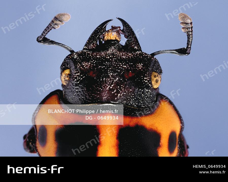 Hemis : Cameroun coleoptera lucanidae lucane homoderus mellyi portrait ...