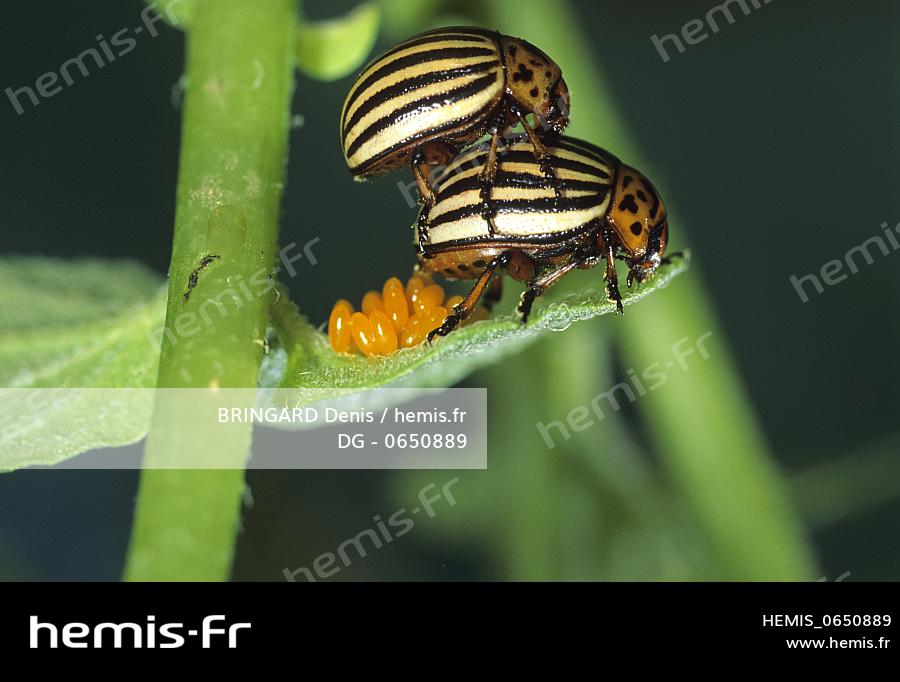 Hemis : France haut rhin coleoptere doryphore leptinotarsa decemlineata ...