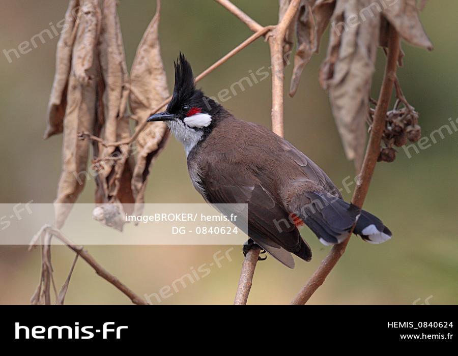 Hemis : Bulbul joues rouges pycnonotus jocosus adulte perche rameau ...