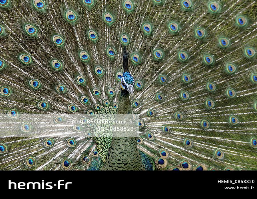 Hemis : Allemagne paon spicifere pavo muticus male faisant roue